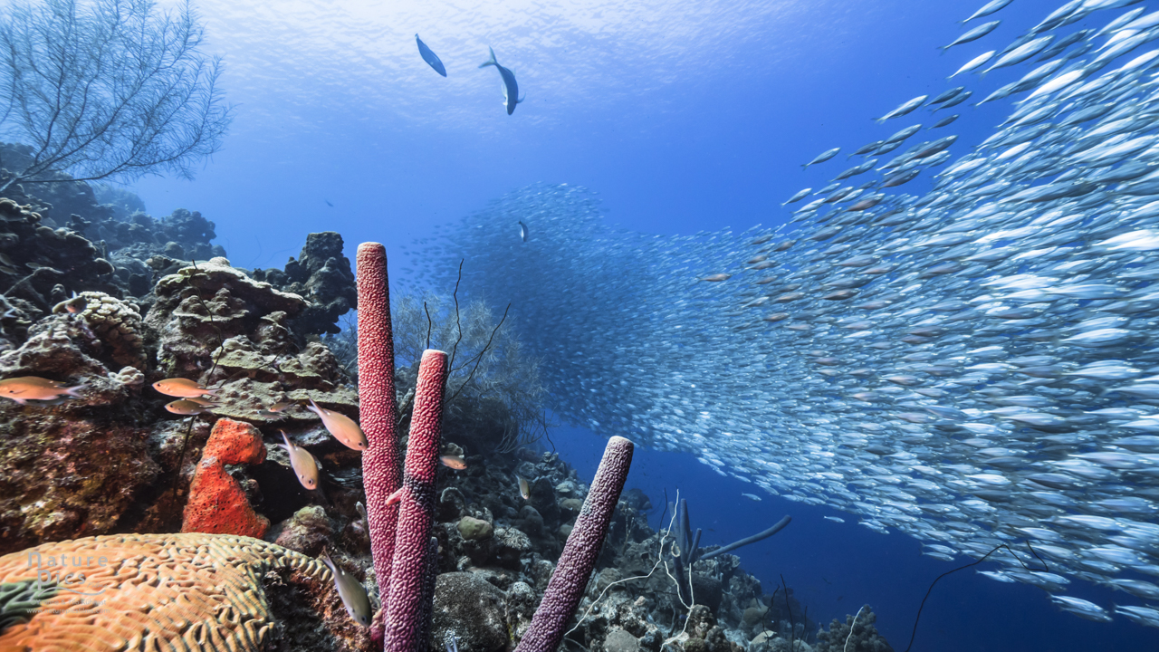 Curacao engaged in a secret invasive Colonial Settlement Battle ...