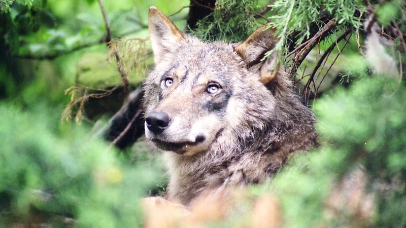 Minnesota Wolves are eating Beavers & Reshaping Wetlands | Cosmos Chronicle